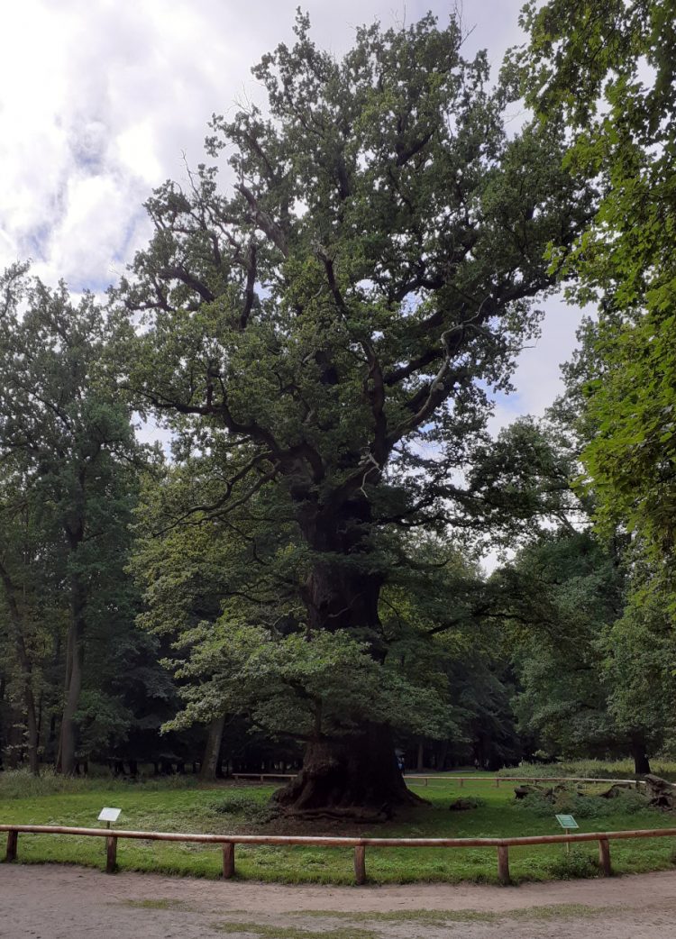 Die Eichen von Ivenack - Kulturabdruck