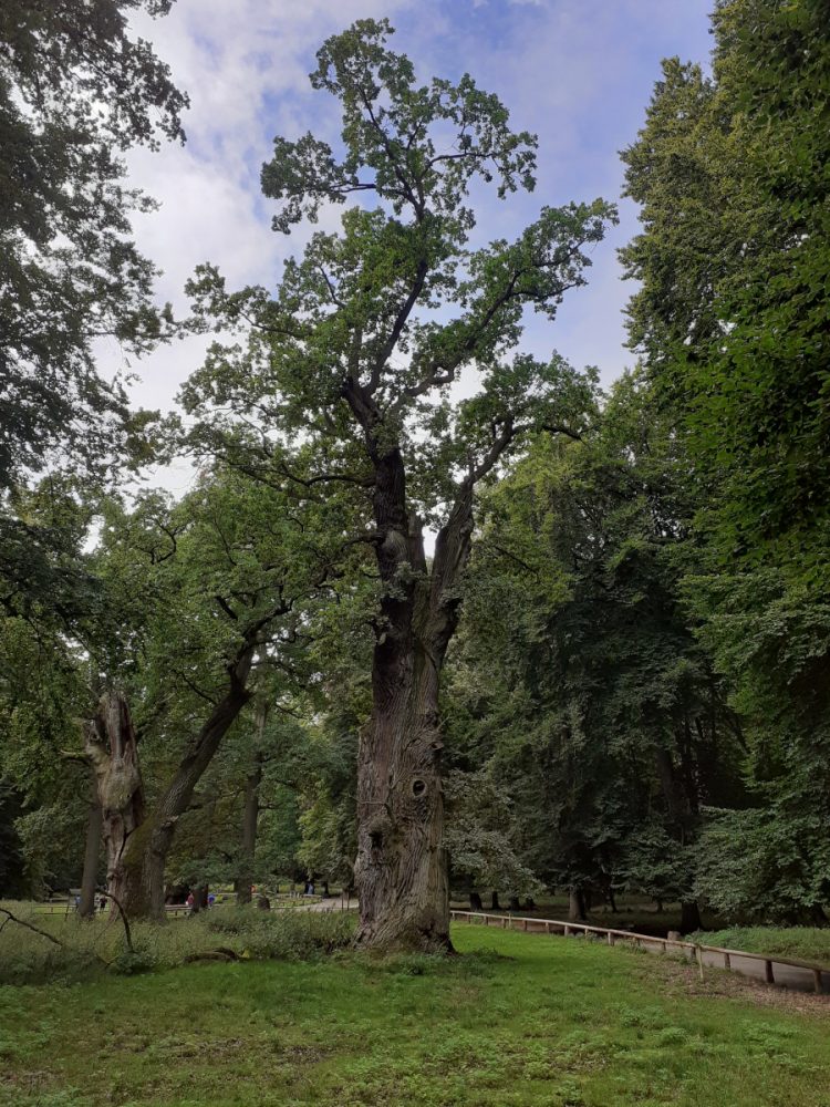 Die Eichen von Ivenack - Kulturabdruck